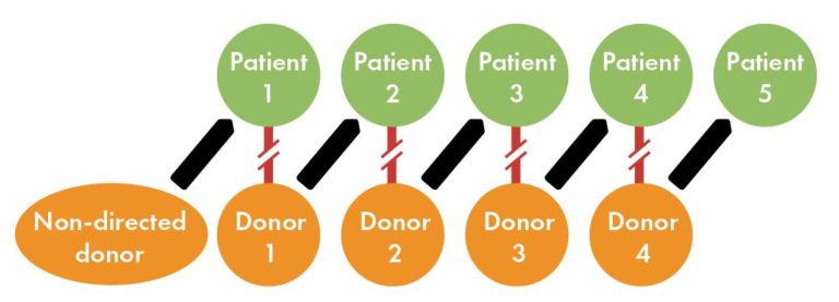 Basics of living donation - Explore Transplant